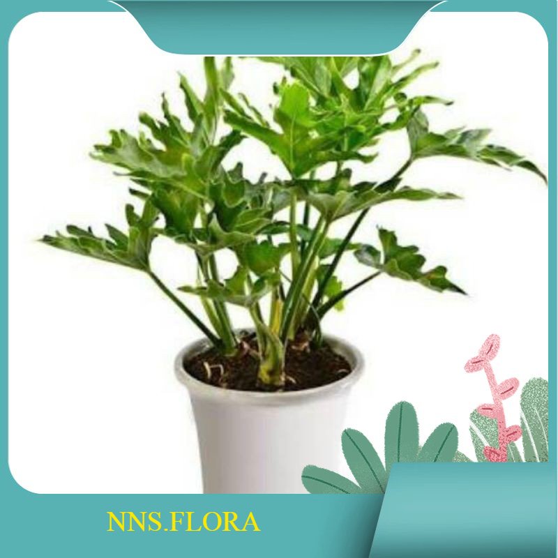 Jual pohon philo dendrum MURAH | Shopee Indonesia