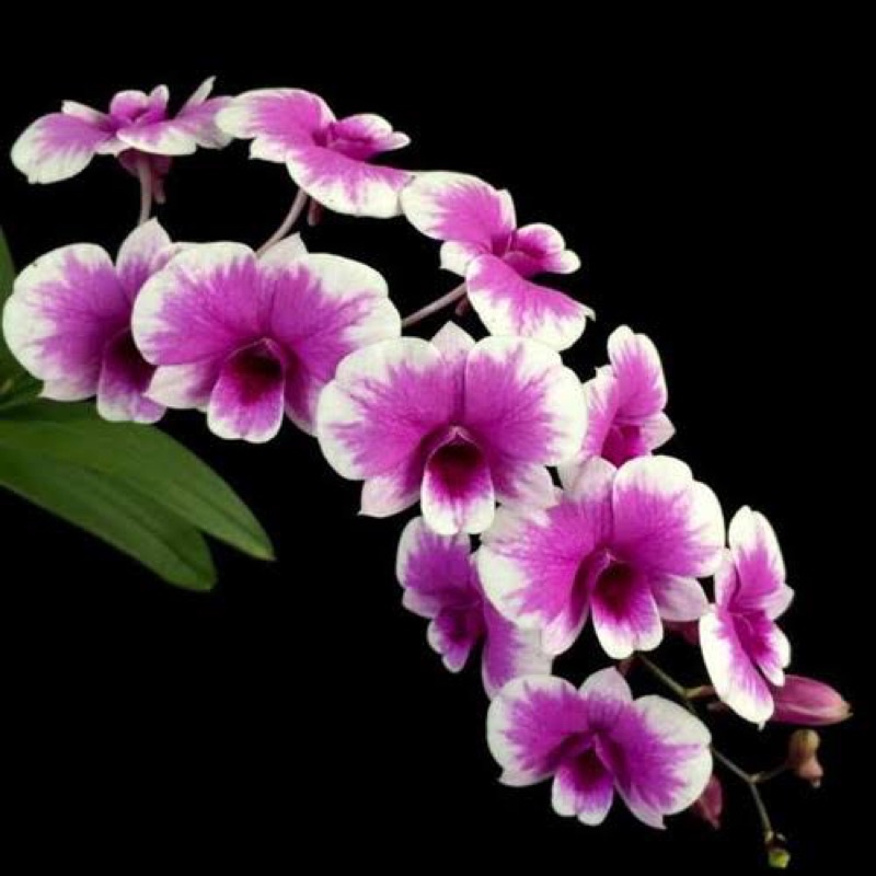 Jual Dendrobium Yaya X Compactum | Shopee Indonesia