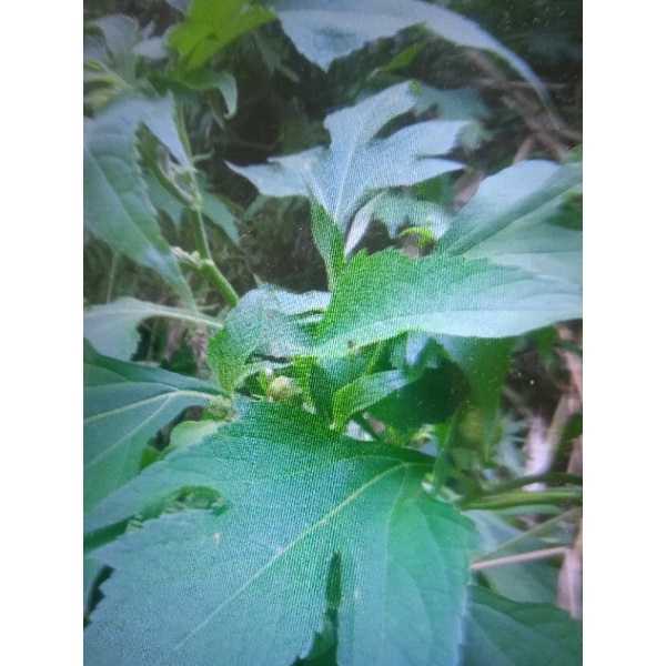 Jual daun ingsulin basah segar pr/1kg | Shopee Indonesia