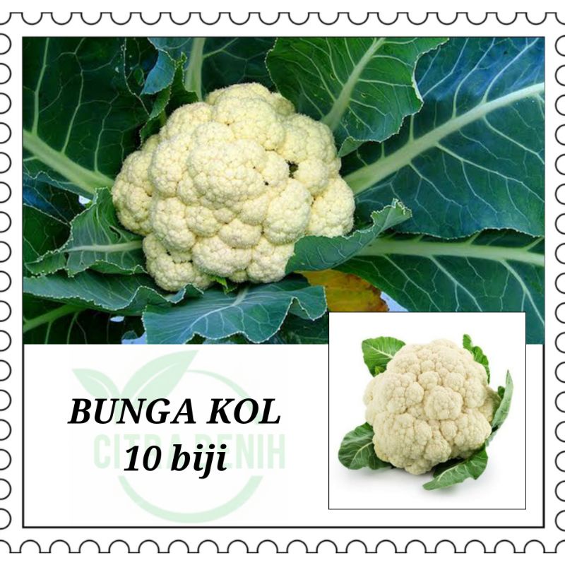 Jual 10 Biji - Benih Bunga Kol DIAMOND 40 F1 untuk daratan rendah ...