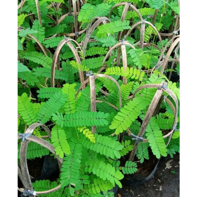 Jual Pohon saga - Tanaman herbal daun saga | Shopee Indonesia