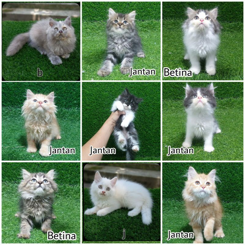 Jual Grosir Jual Anak Kucing Anakan Kitten Persia Himalaya 2.5 bulan ...