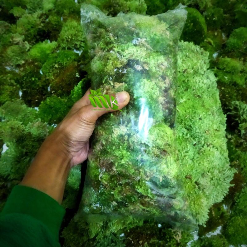 Jual Living Moss Sphagnum Lumut Spagnum Toping Media Tanam dan Cangkok ...