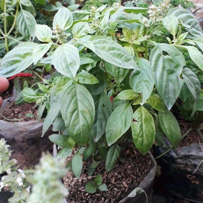 Jual tanaman daun kemangi, tanaman daun surawung, tanman hidup, foto ...