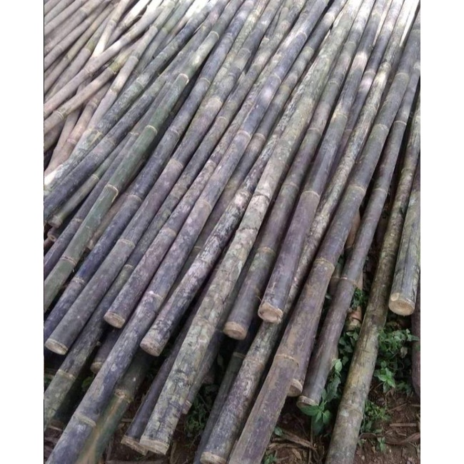 Jual BAMBU HITAM | BAMBU BULAT BATANGAN ukuran 50cm 100cm 160cm 200cm ...