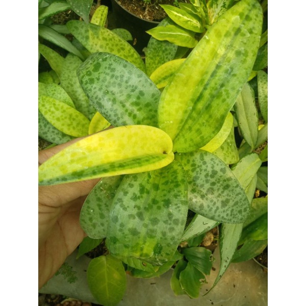 Jual tanaman lidah katak/drimiopsis maculata/drimiopsis kirkii varigata ...