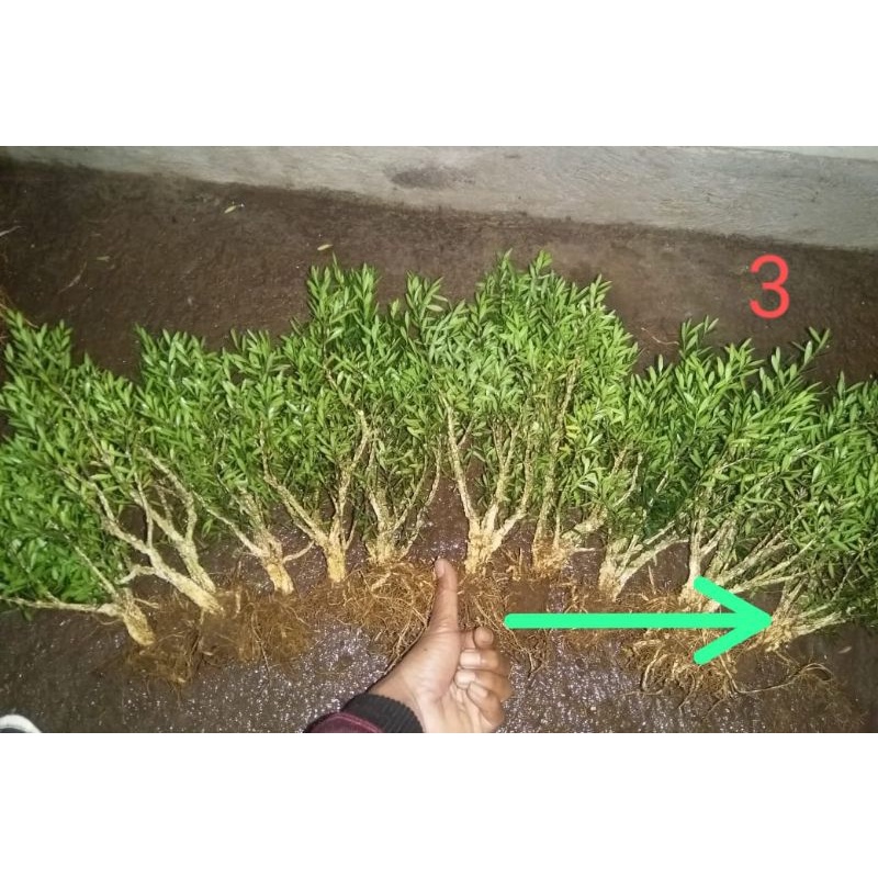 Jual boxus | Shopee Indonesia