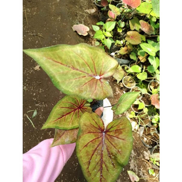 Jual tanaman hias bunga caladium hybrite 60 | Shopee Indonesia