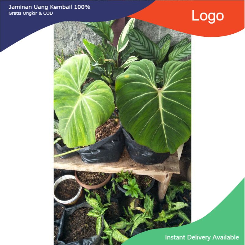 Jual philodendron Gloriosum /bongol | Shopee Indonesia