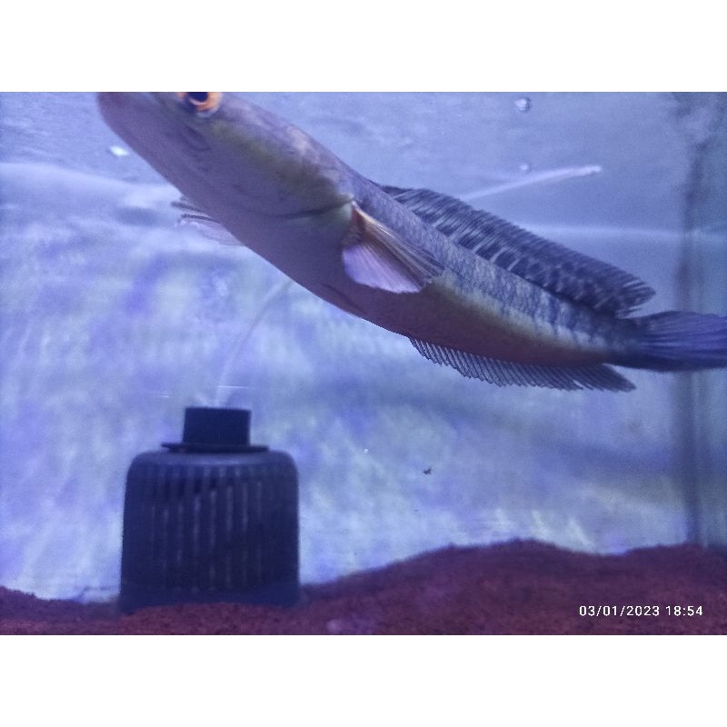 Jual channa maru riau | Shopee Indonesia