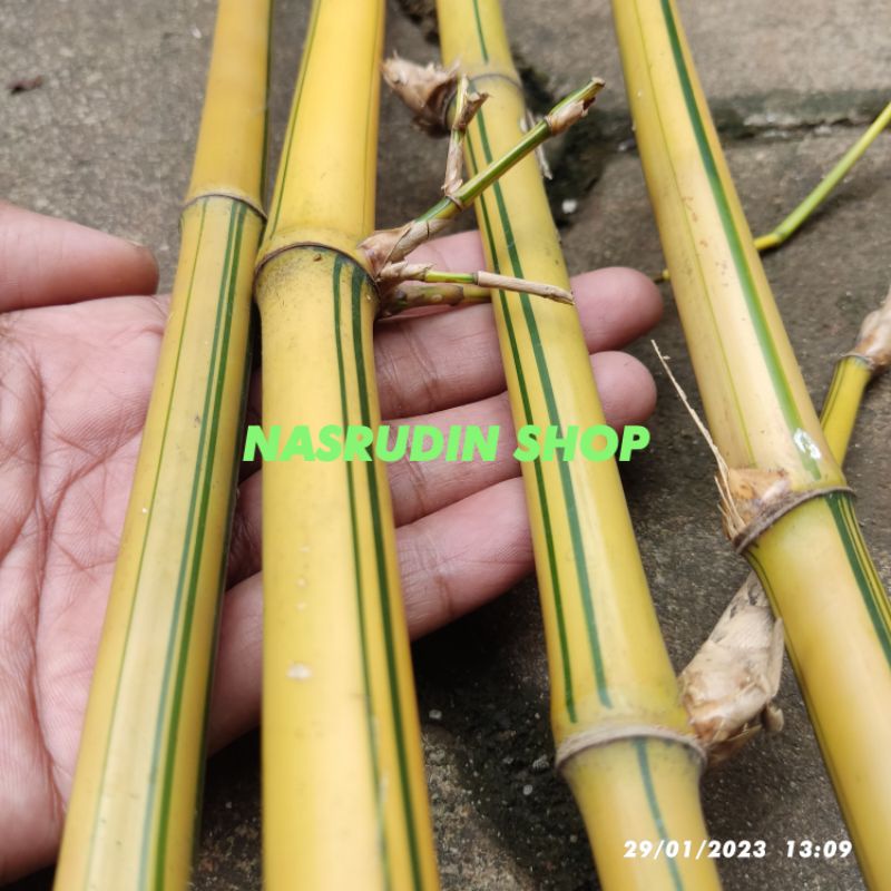 Jual POTONGAN TANGKAI BAMBU KUNING UKURAN KECIL P 50 CM D 1-1,5 CM ...