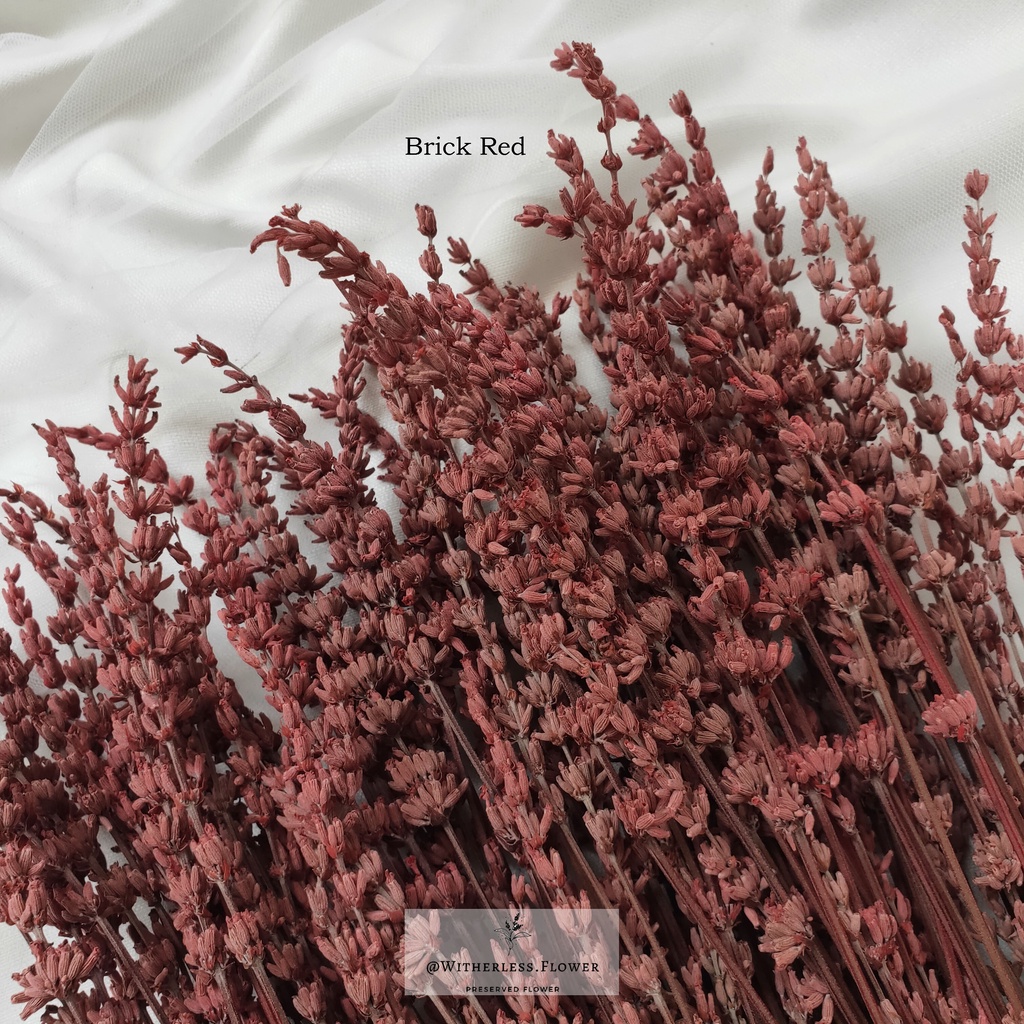 Jual 10 Tangkai Preserved Lavender / Dried Flower Awetan / Bunga Kering ...
