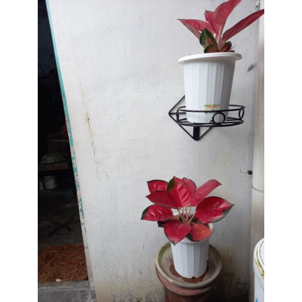 Jual Rak bunga tempel dinding diameter 18cm/standing pot besi/rak bunga ...
