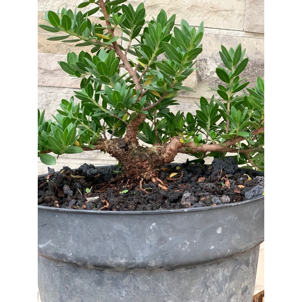 Jual Bonsai Santigi Setigi Stigi size Mame bagus | Shopee Indonesia