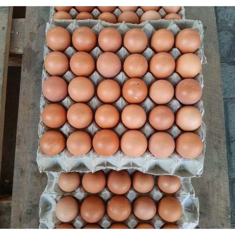 Jual telur ayam setengah papan isi 15 butir | Shopee Indonesia