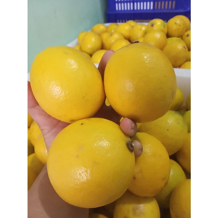 Jual Jeruk Lemon Lokal Besar 500gr -02 | Shopee Indonesia