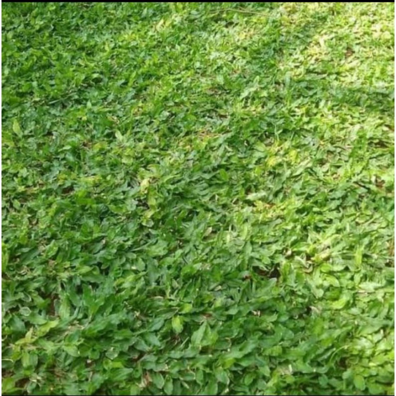 Jual rumput gajah mini/rumput jepang 1 meter persegi | Shopee Indonesia