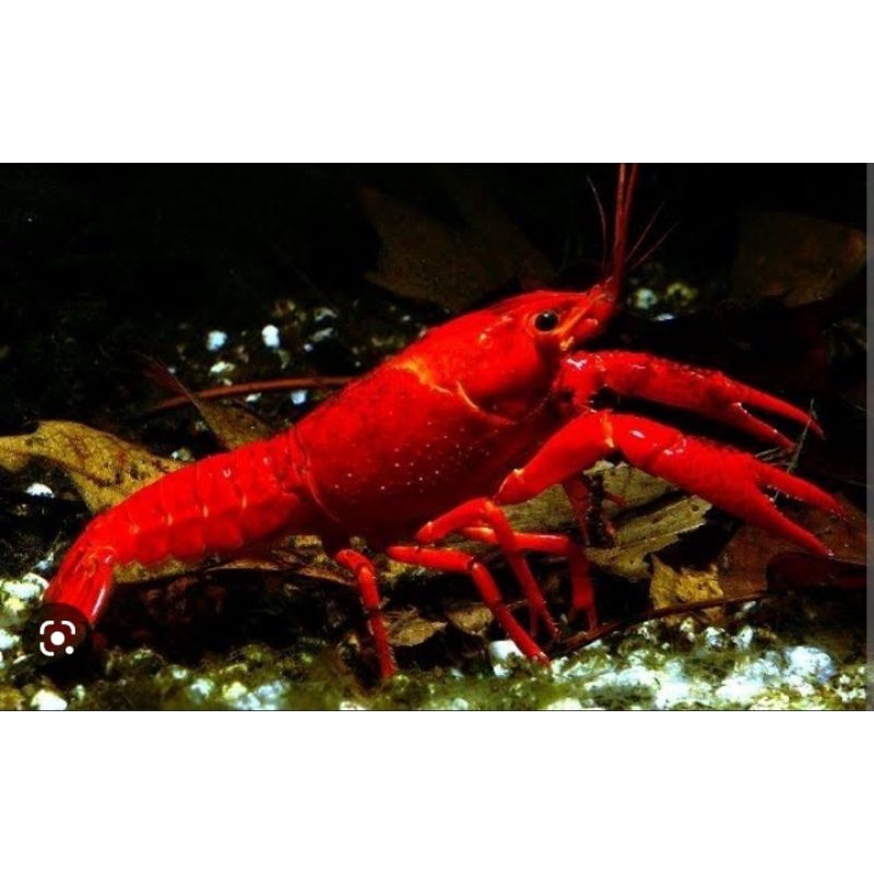 Jual Lobster Hias Merah | Shopee Indonesia