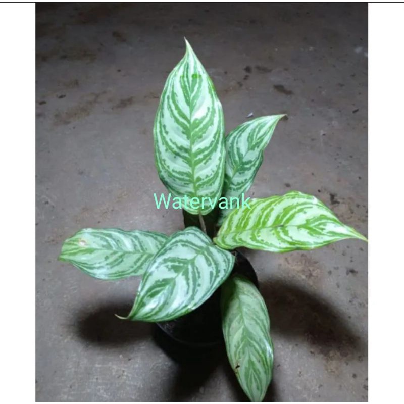 Jual Tanaman hias sri rejeki - sri rejeki cyrispum ukuran remaja ... Jual Tanaman hias sri rejeki - sri rejeki cyrispum ukuran remaja ...