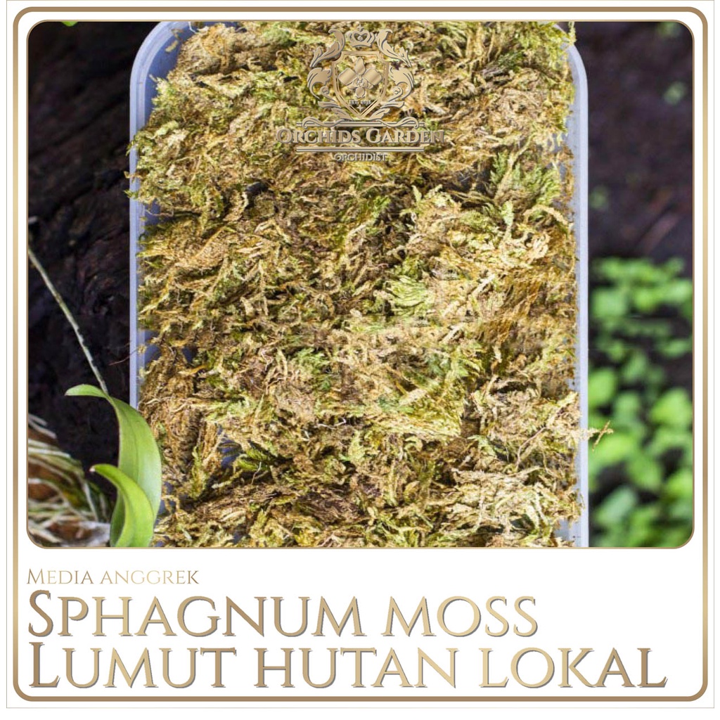 Jual ORCHIDSGARDEN Sphagnum Moss 1 KG Lumut Hutan Kering Media Tanam ...