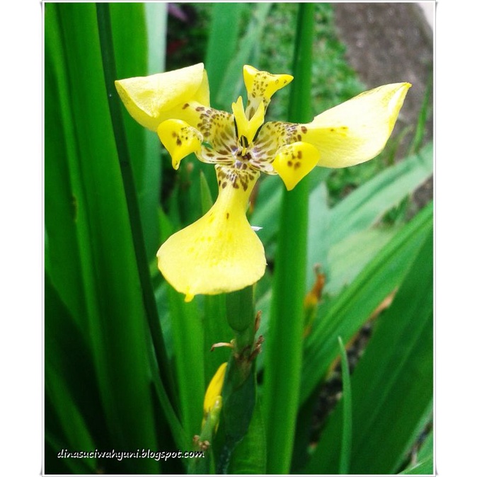 Jual Iris Bunga Kuning | Shopee Indonesia