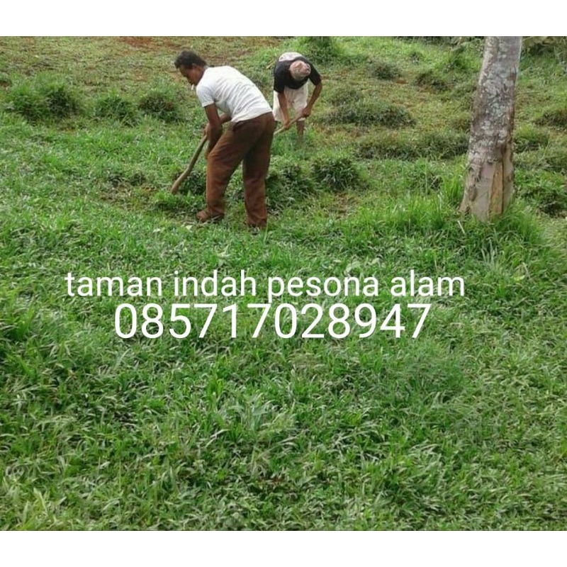 Jual rumput gajah paitan - gajah biasa | Shopee Indonesia