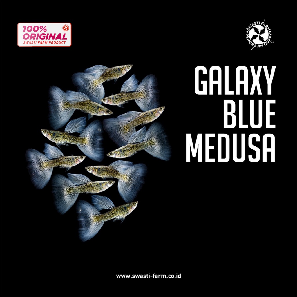 Jual Ikan Guppy Galaxy Blue Medusa | Shopee Indonesia