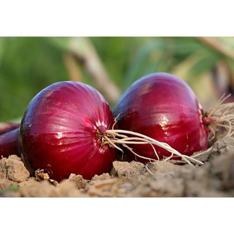 Jual 10 Benih Bawang Bombay Merah Red Burgundy | Shopee Indonesia