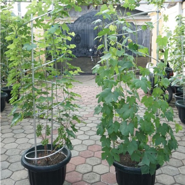 Jual Tiang Rambatan Tanaman Anggur | Shopee Indonesia