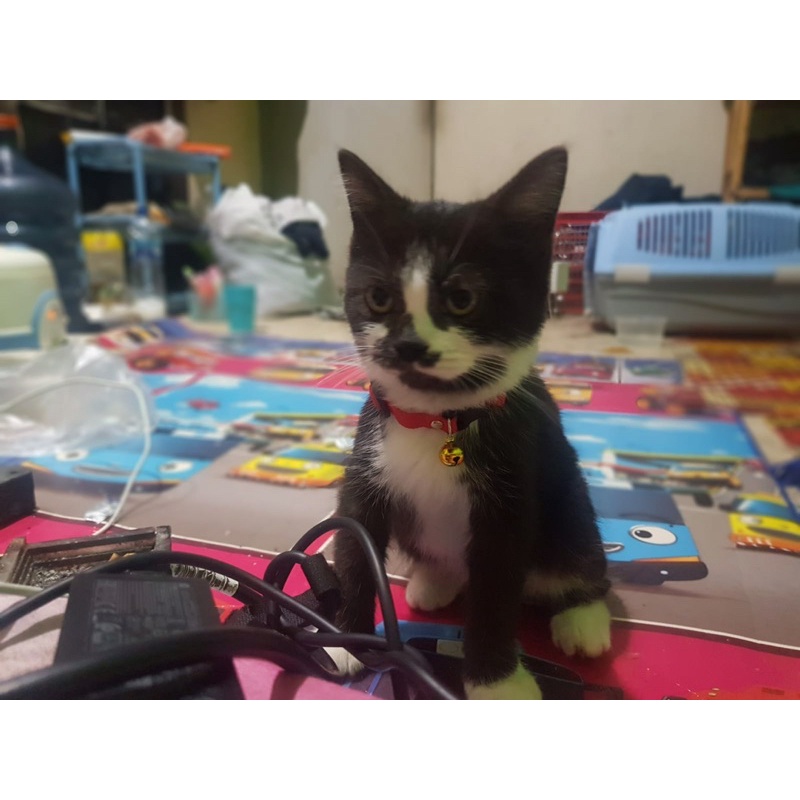 Jual Persia Tuxedo Mixdom | Shopee Indonesia