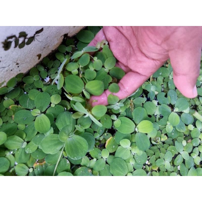 Jual Tanaman Air Apu Apu Mini | Shopee Indonesia