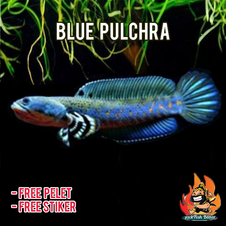 Jual channa blue pulcra full dot full yellow spot grade A++ harga murah ...
