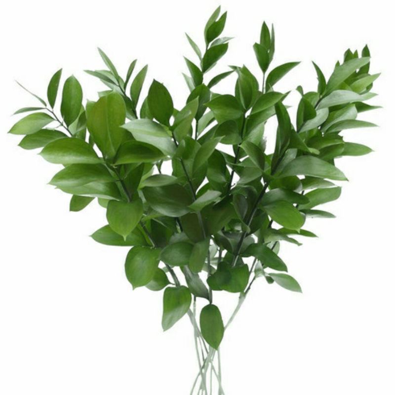 Jual Daun Ruskus (ruscus hypophyllum)Fresh Cut Bunga Potong Segar ...