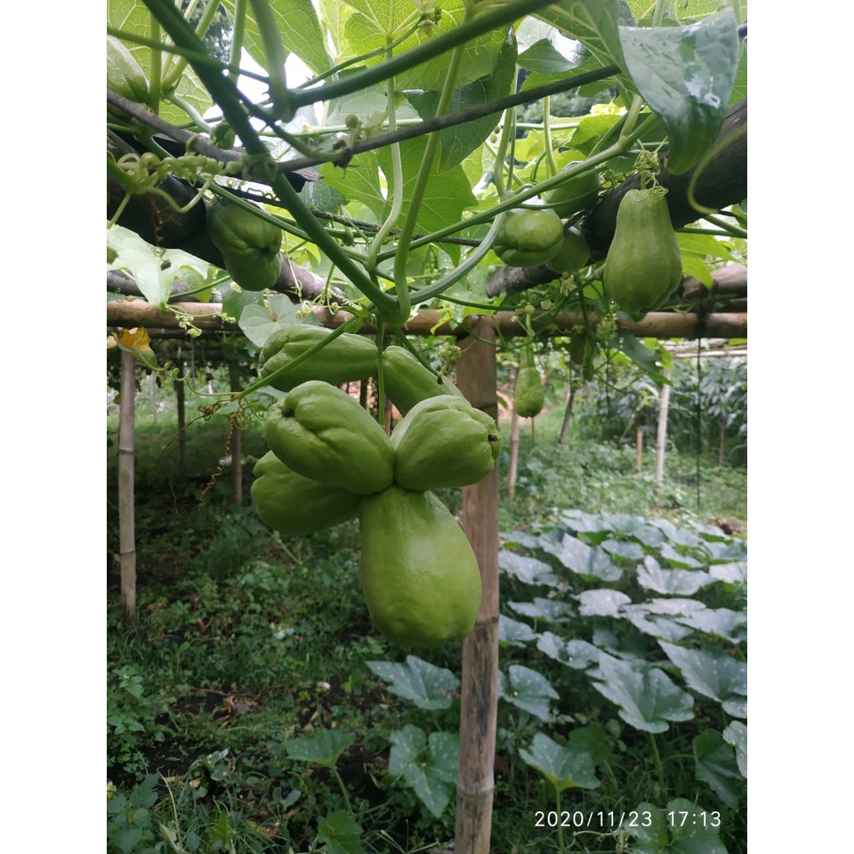 Jual bibit labu Siam si anggur (Bibit sayur segar ) | Shopee Indonesia