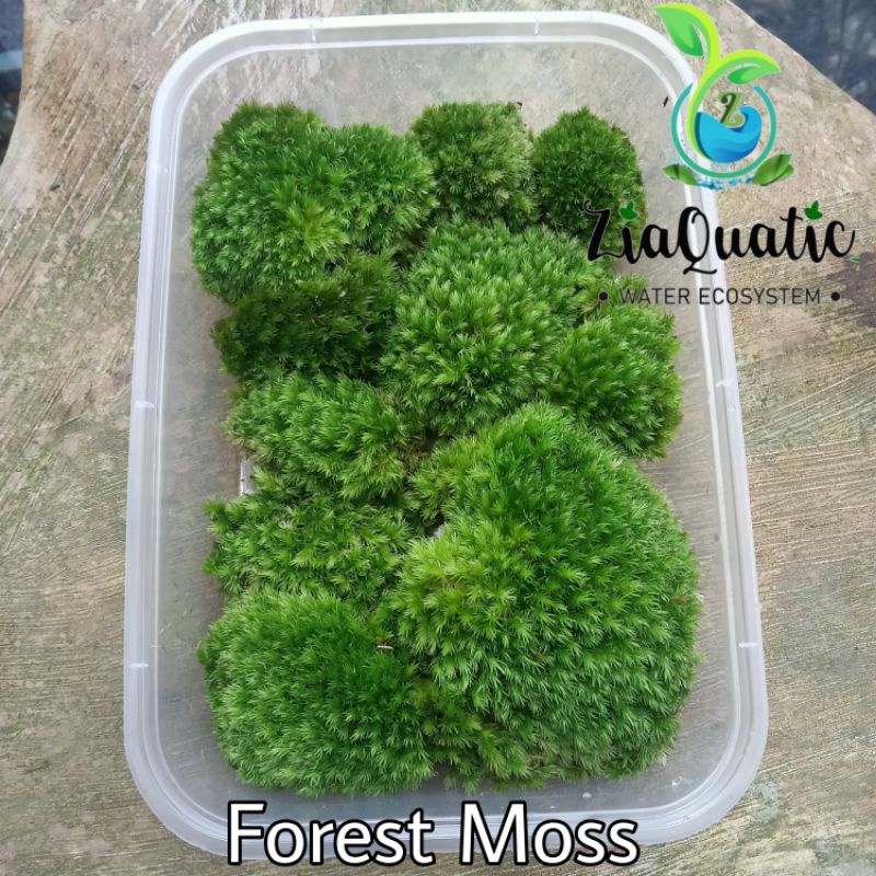 Jual Moss Paludarium Terarium - Forest/Spagnum Moss Porsi 12×20cm ...