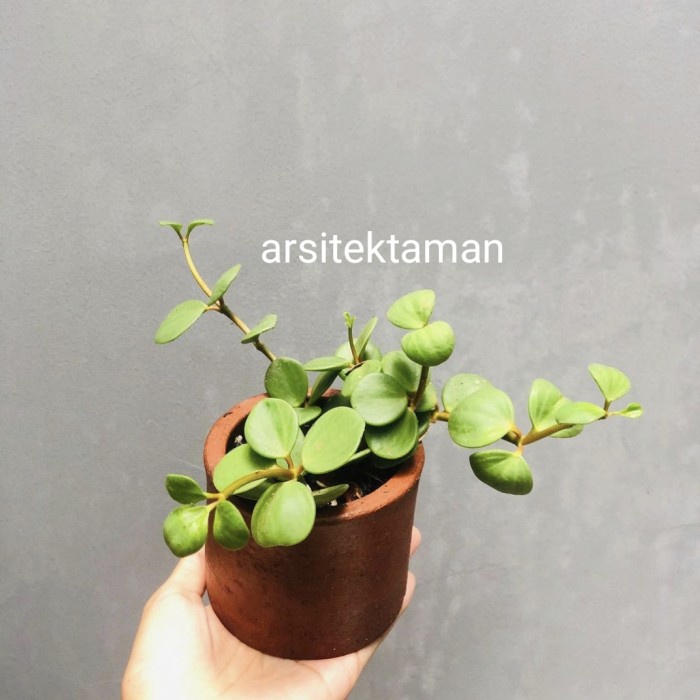 Jual Tanaman hias gantung hoya hope - hoya coin - hoya koin - peperomia ...