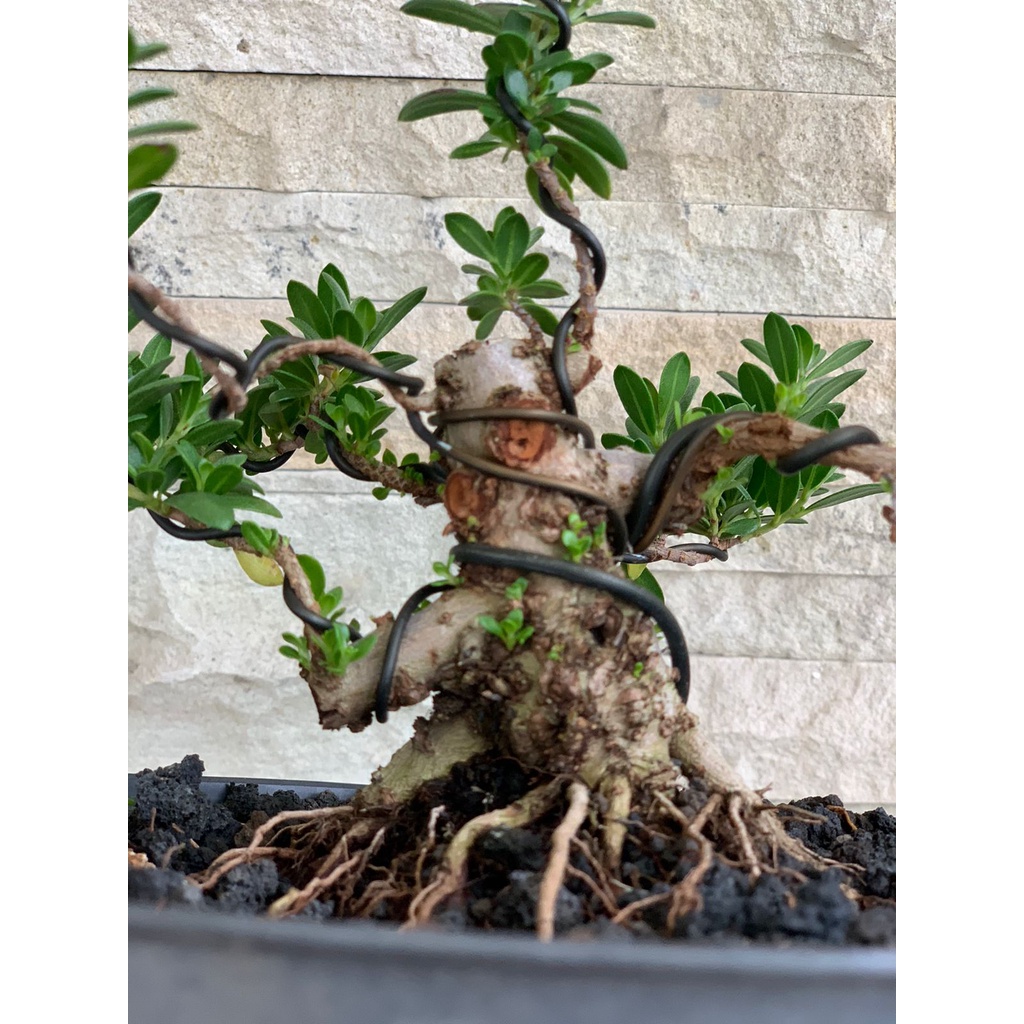 Jual karyakita88 bonsai santigi setigi stigi 29-01-2023 Mame | Shopee ...