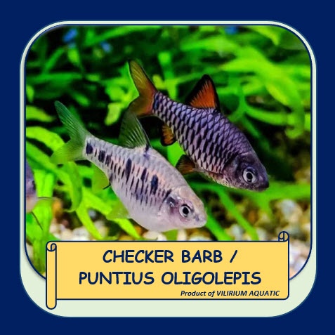 Jual IKAN HIAS AIR TAWAR - CHECKER BARB / PUNTIUS OLIGOLEPIS | Shopee ...