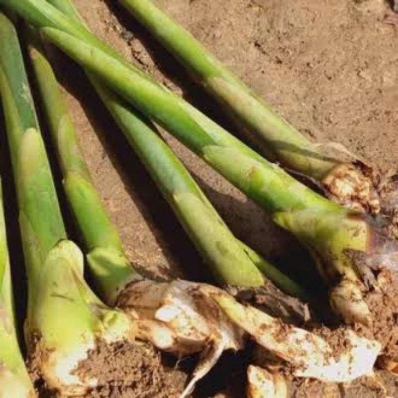 Jual bibit pohon kecomrang/honje siap tanam per pohon | Shopee Indonesia