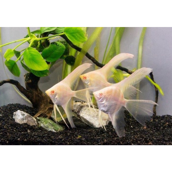 Jual ANGLEFISH MANFISH RED EYE | Shopee Indonesia
