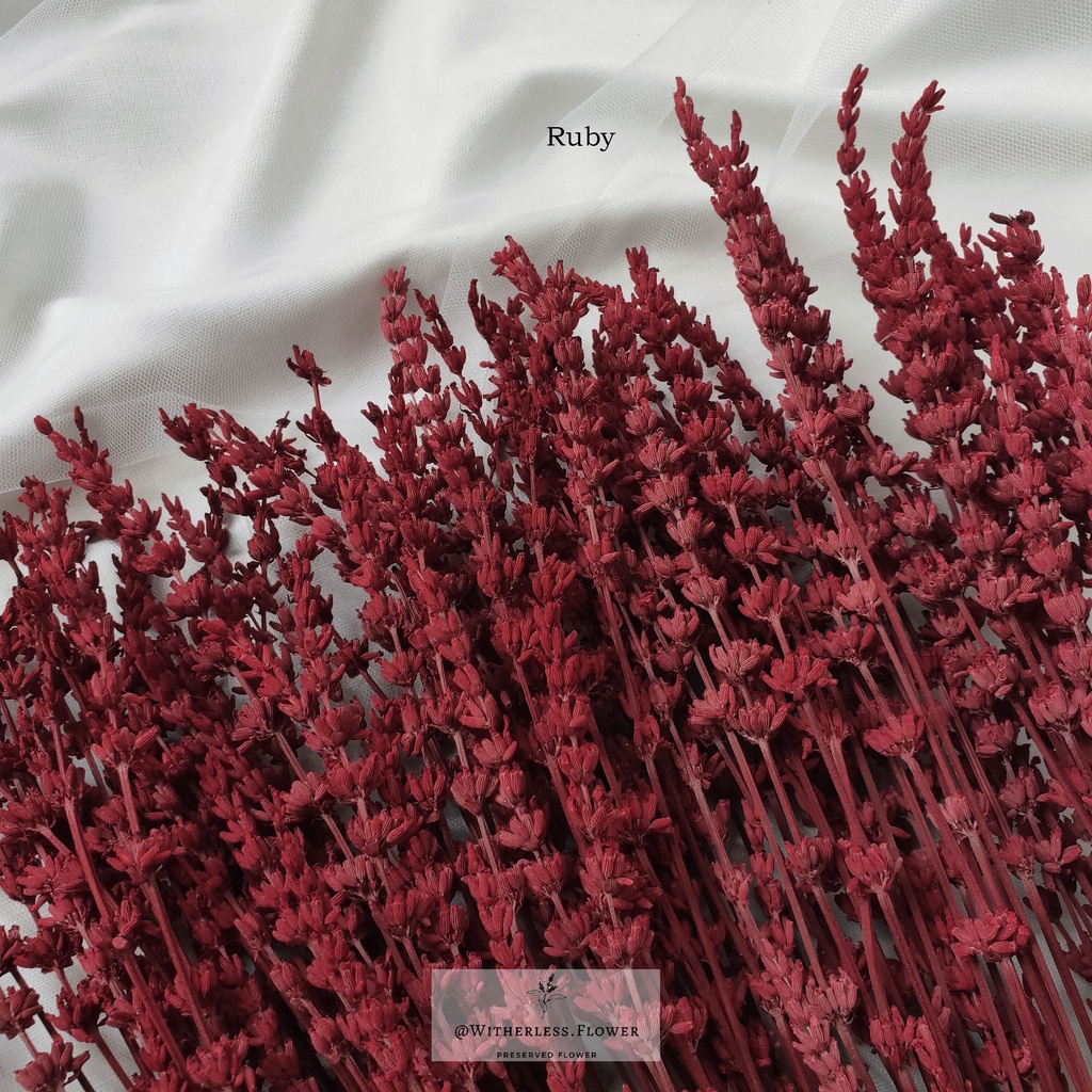 Jual 10 Tangkai Preserved Lavender / Dried Flower Awetan / Bunga Kering ...