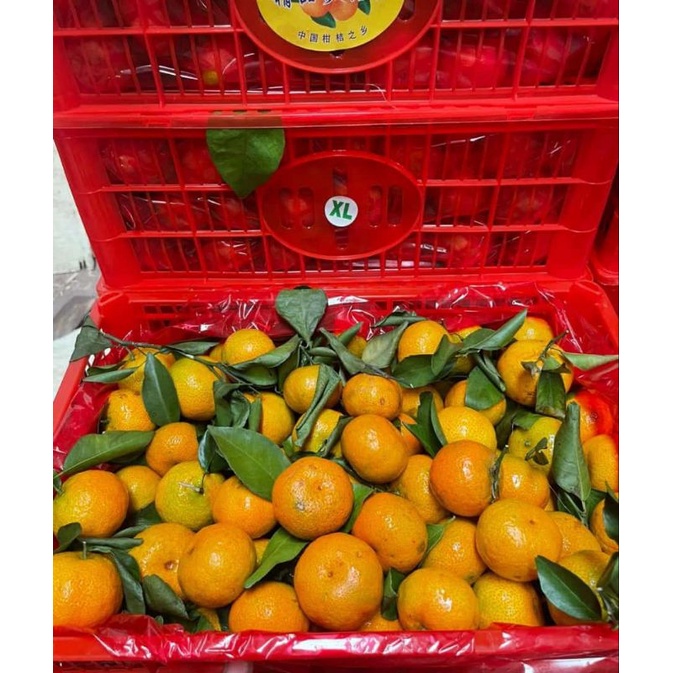 Jual Jeruk Santang 1 keranjang (6-7 kg) | Shopee Indonesia