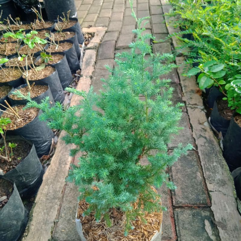 Jual tanaman Cemara embun | Shopee Indonesia