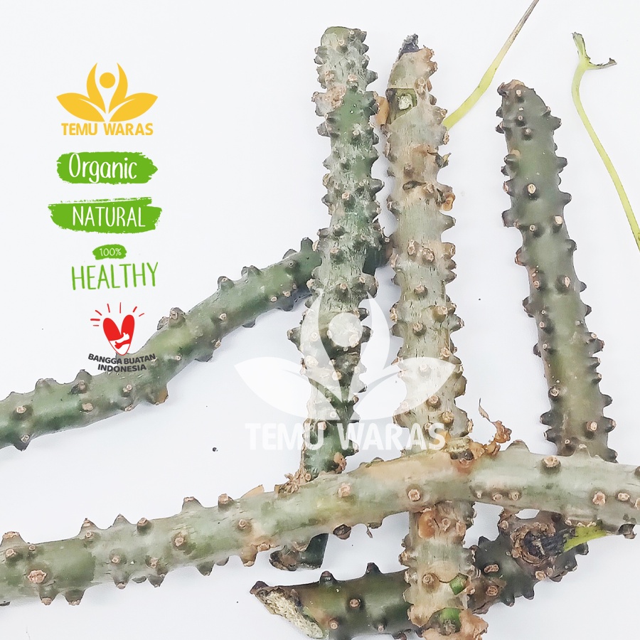 Jual Brotowali Segar 500gr / Bratawali / Akar Ali ali - Asli Gunung ...