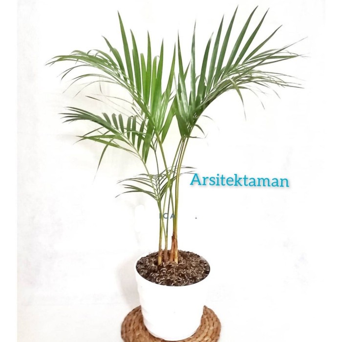 Jual tanaman indoor palem kuning tinggi 1 meter - pohon palm kuning 1 ...