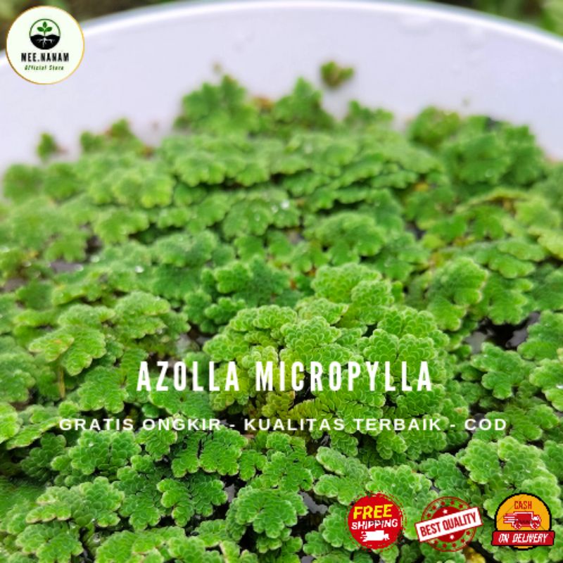 Jual Azolla Michropylla Pinata pakan ternak 1 KG | Shopee Indonesia