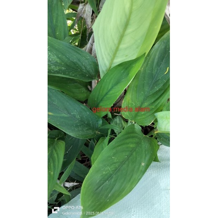 Jual Bibit irut/ubi garut 500gram segar | Shopee Indonesia