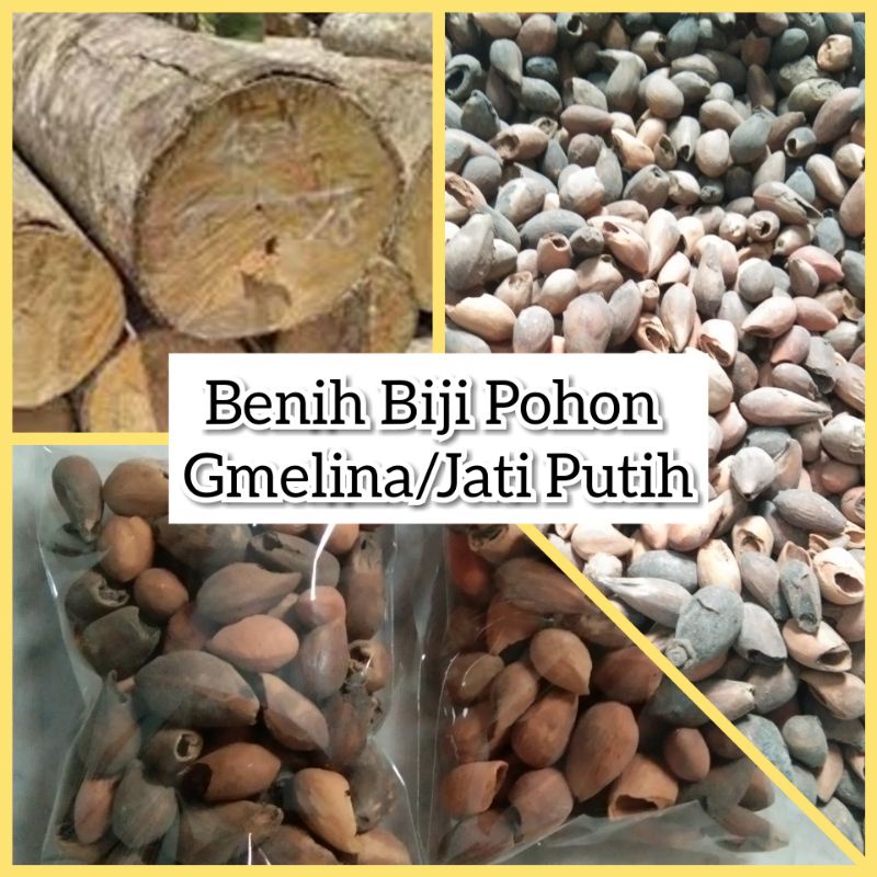 Jual Benih Pohon Gmelina atau Jati Putih 50 gram, Isi 80-100 Biji ...