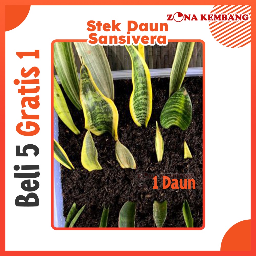 Jual Bibit stek daun sansevieria berbagai jenis | Shopee Indonesia