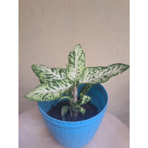 Jual Aglonema Diven Candi Dewasa - Rumpun | Shopee Indonesia